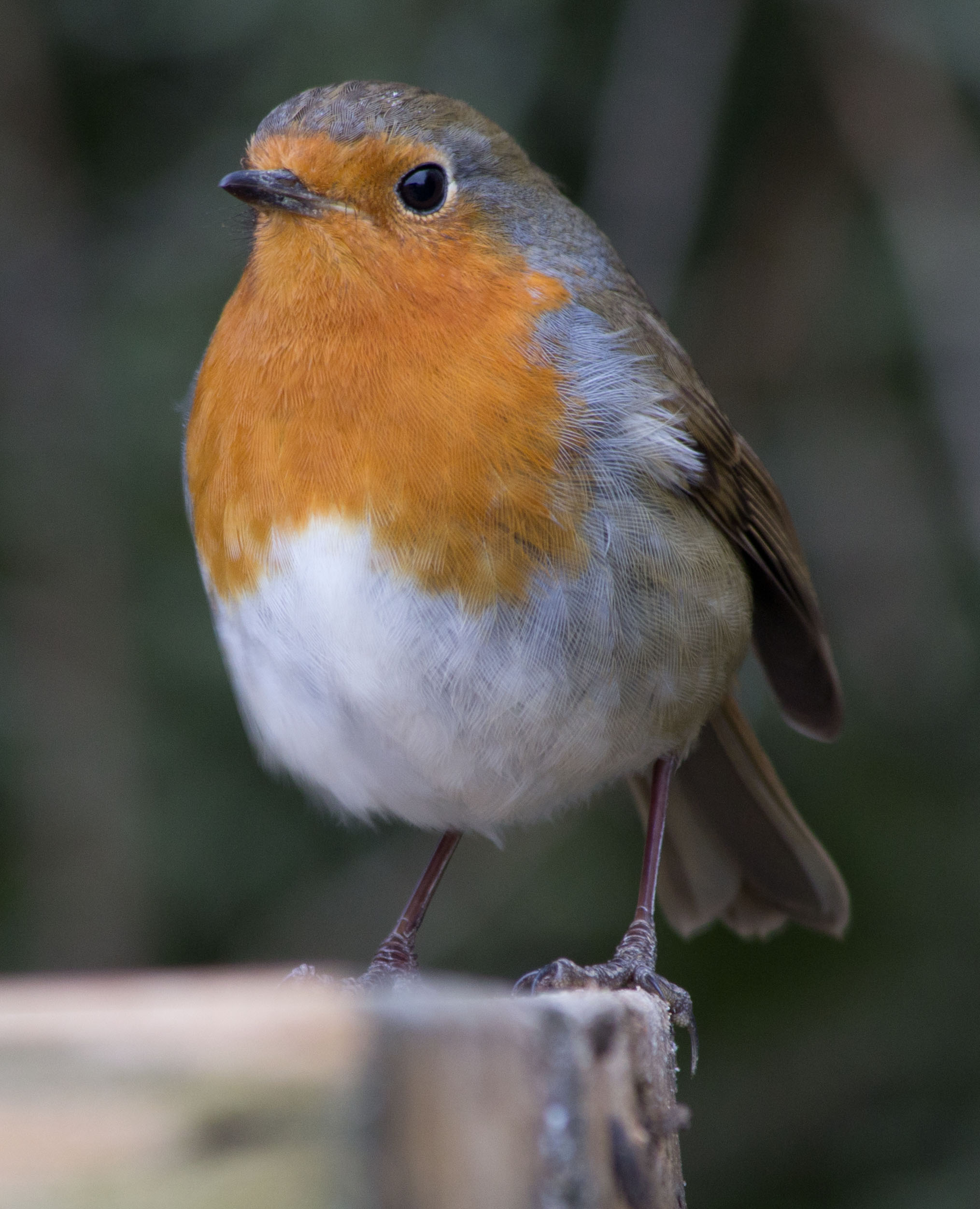 A New Robin Workshop – Angela Knapp